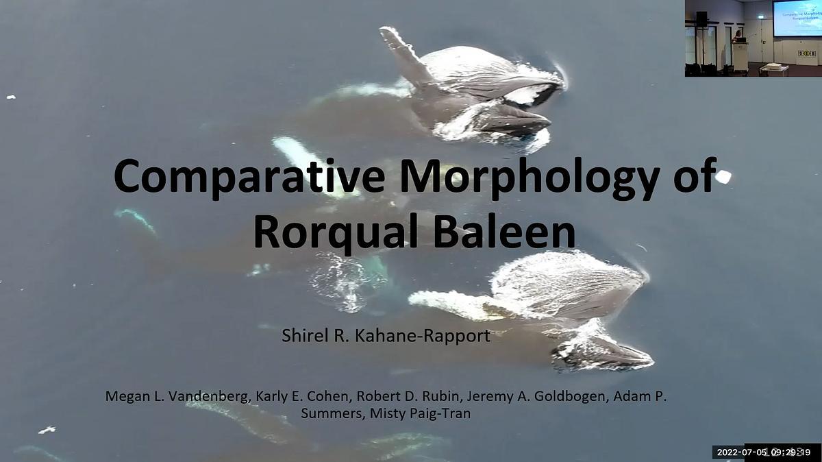 Underline | Comparative morphology of rorqual whale baleen